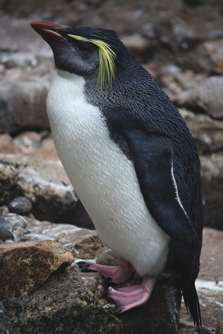 Eudyptes_moseleyi_in_Edinburgh _Zoo_bigissuenorth - Big Issue North