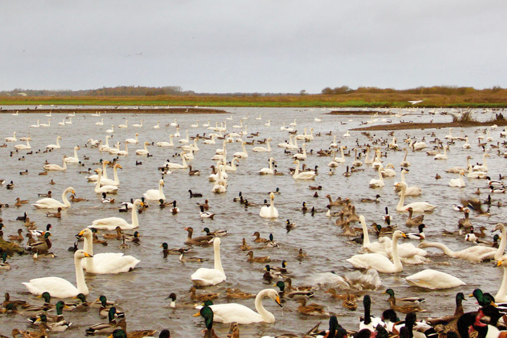 Swans around - Big Issue North