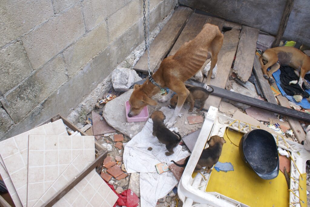 Isla Animal Rescue: fighting for animal rights in Mexico - Big Issue North